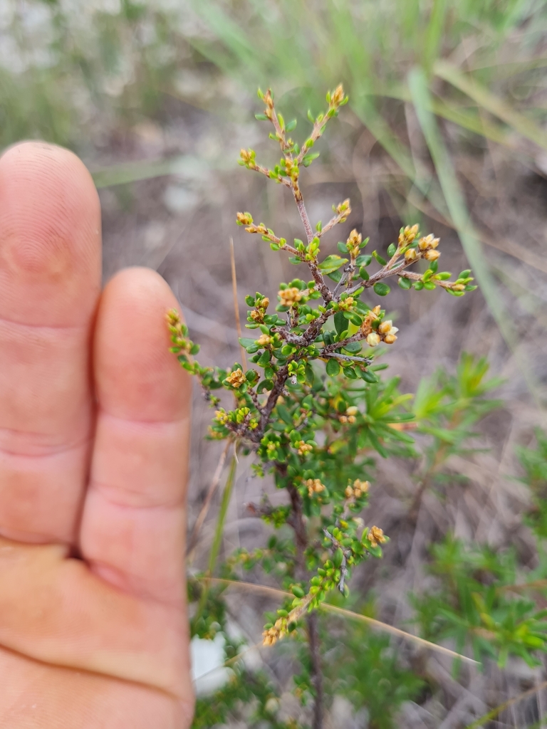 Silky cryptandra from Nymboida NSW 2460, Australia on March 23, 2024 at ...
