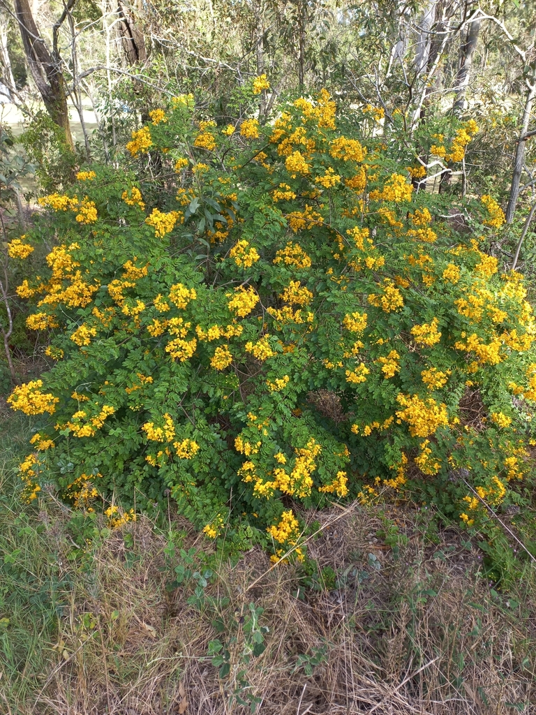 Easter Cassia from Beaudesert - Pt A, AU-QL, AU on March 23, 2024 at 08 ...
