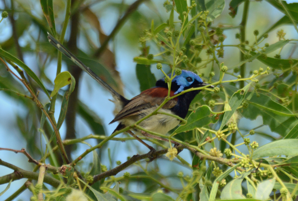 Purple-backed Fairywren from Mitchell QLD 4465, Australia on March 11 ...