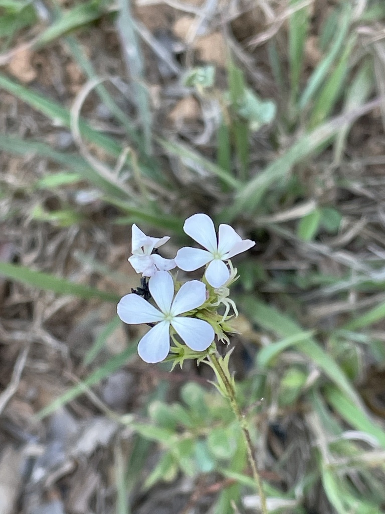 flowering plants from Pihuamo, Jal., MX on March 3, 2024 at 03:09 PM by ...