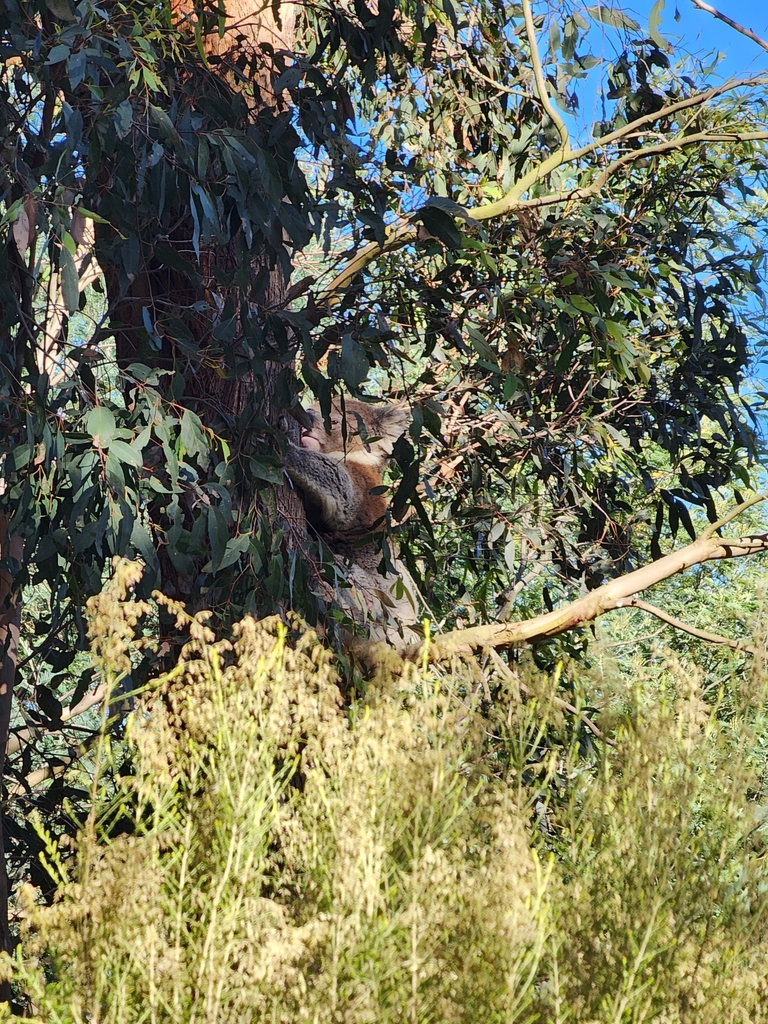 Koala from Lal Lal VIC 3352, Australia on March 21, 2024 at 10:26 AM by ...