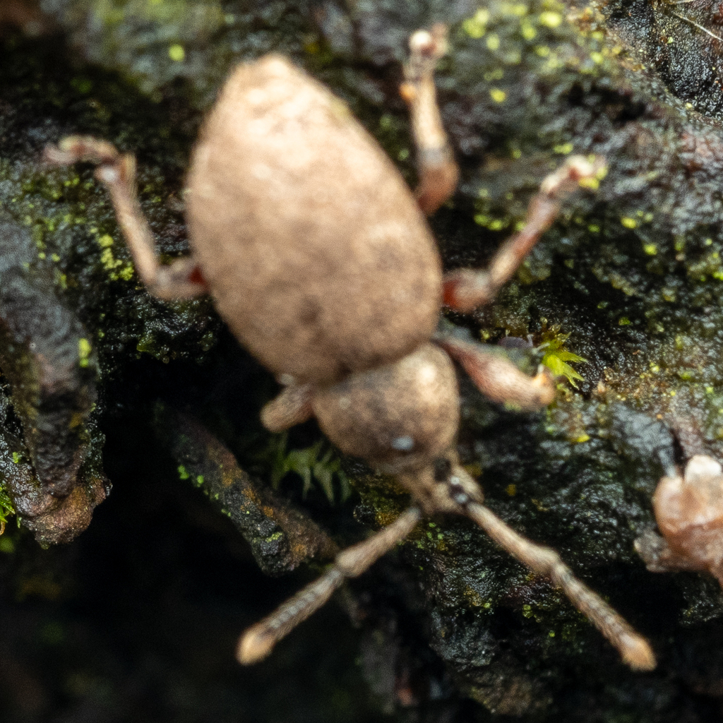 Clay-coloured Weevil in March 2024 by Alan Yoshioka · iNaturalist