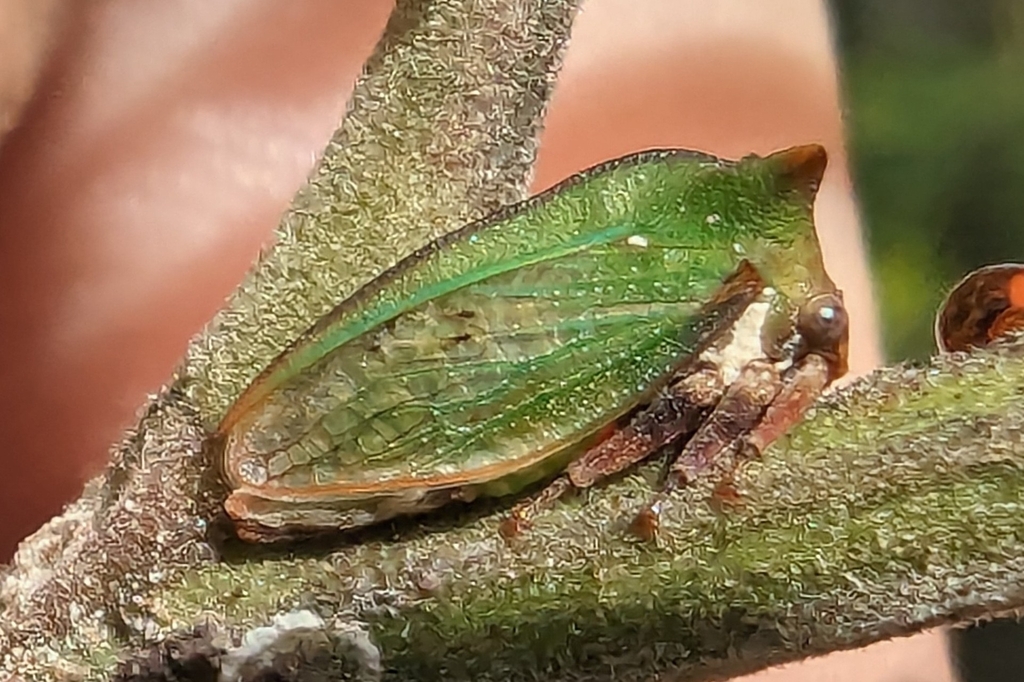 Green Treehopper from Heidelberg West VIC 3081, Australia on March 23 ...