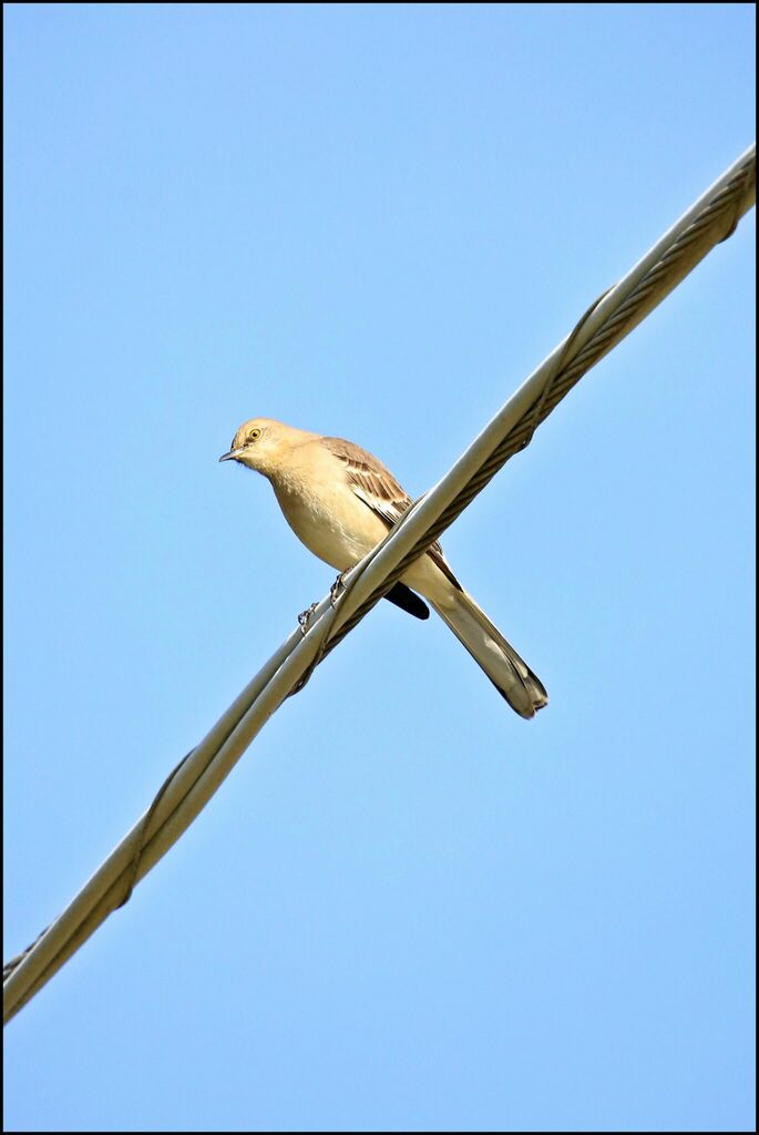 Northern Mockingbird from Winter Gardens, CA, USA on March 22, 2024 at ...