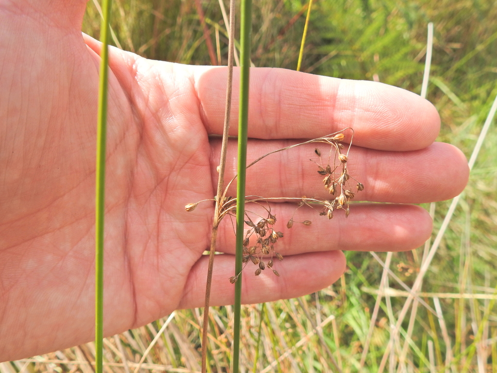 Loose-flowered Rush from Tahara VIC 3301, Australia on March 23, 2024 ...