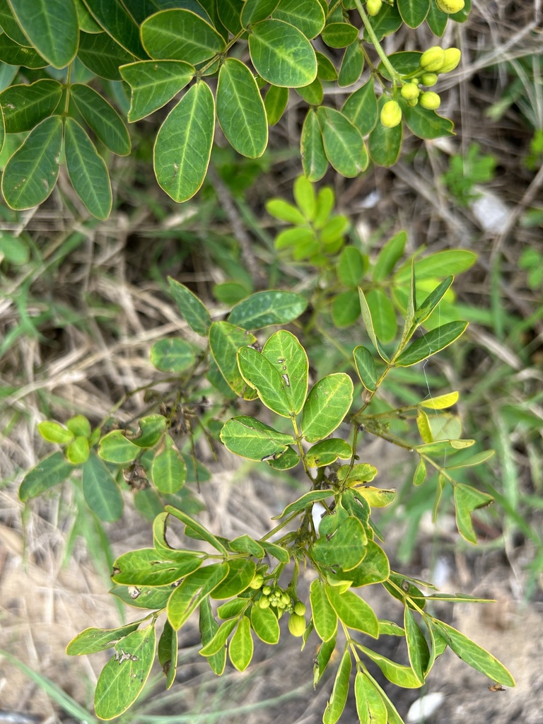 Christmas Senna from Del Monte Pl, Copacabana, NSW, AU on March 23 ...