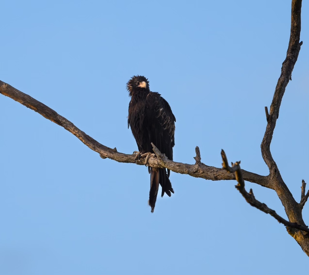 Wedge-tailed Eagle from Biripi Way, Taree South, NSW, AU on March 23 ...