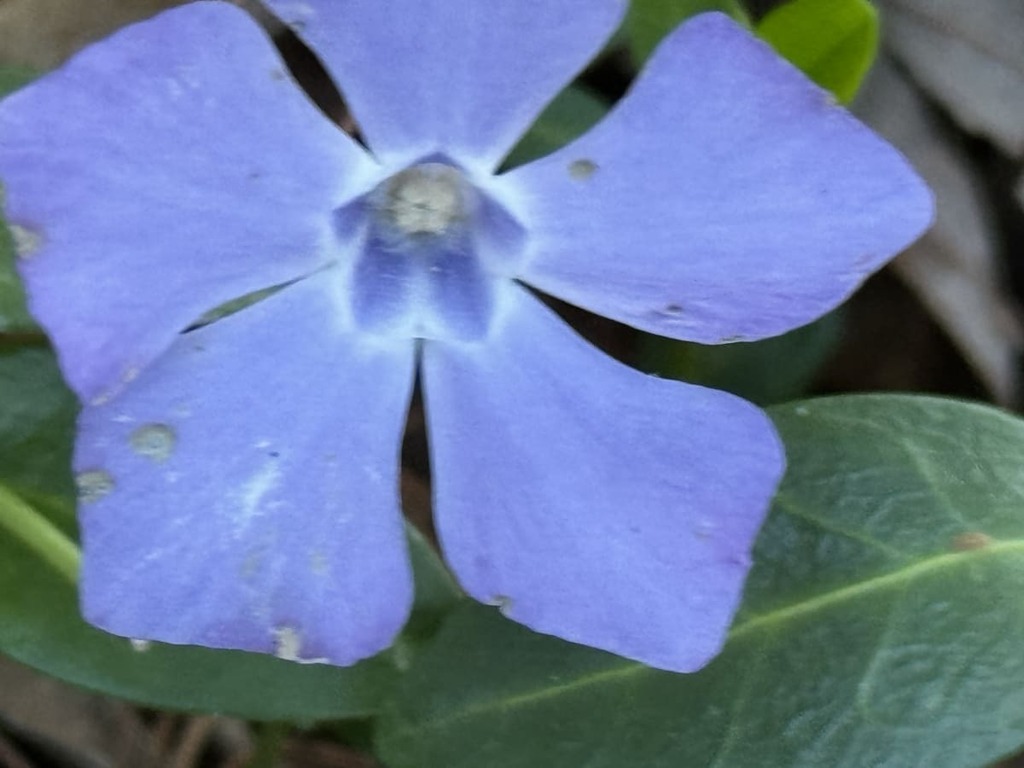 lesser periwinkle in March 2024 by transylvania_nc. ecoEXPLORE Username ...