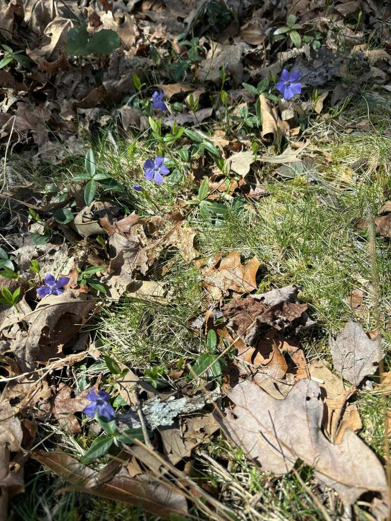 lesser periwinkle from Buncombe County, US-NC, US on March 18, 2024 at ...
