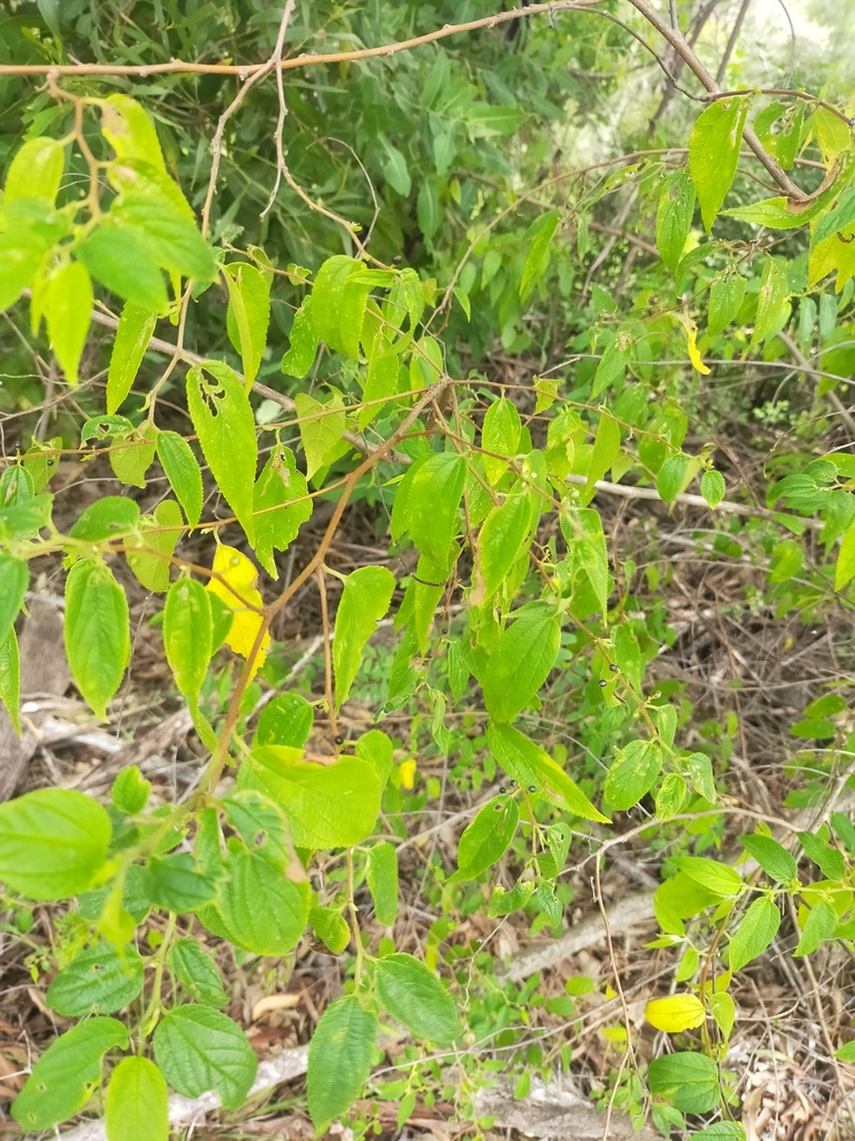 Nettle Tree from Nymboida NSW 2460, Australia on March 23, 2024 at 12: ...