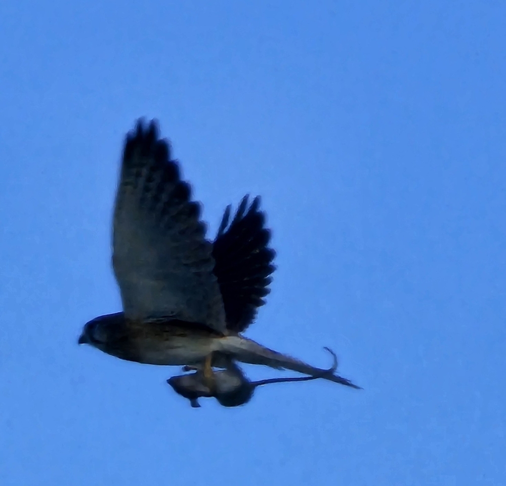 Black Rat from Terminal, Adelaide Airport SA 5950, Australia on March ...