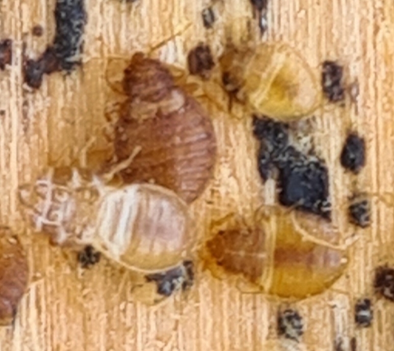 Martin Bug from 4312 Magden, Schweiz on March 22, 2024 at 02:26 PM by ...