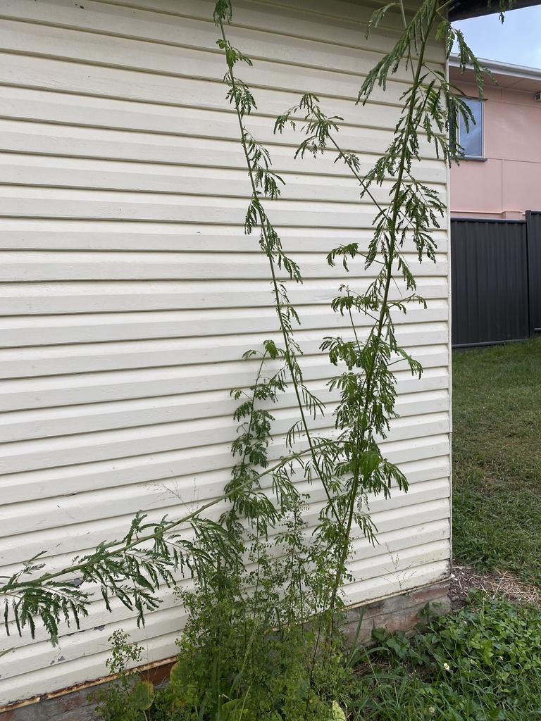 White leadtree in March 2024 by dumb_burd · iNaturalist