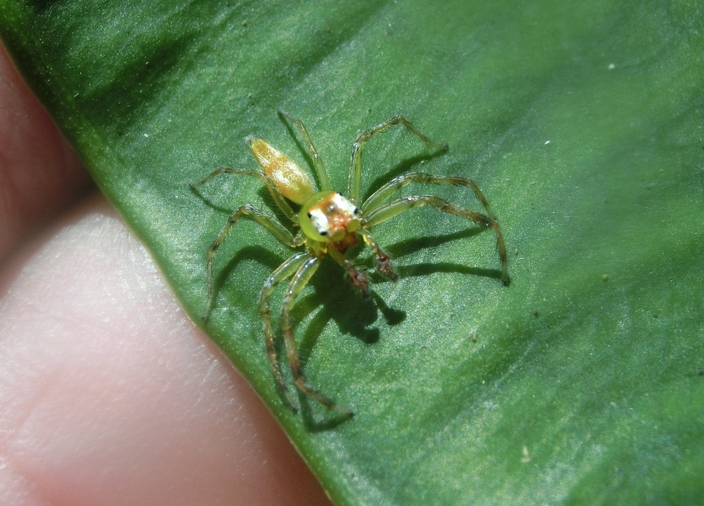 Epeus glorius from 511台灣彰化縣社頭鄉 on March 23, 2024 at 11:00 AM by ...