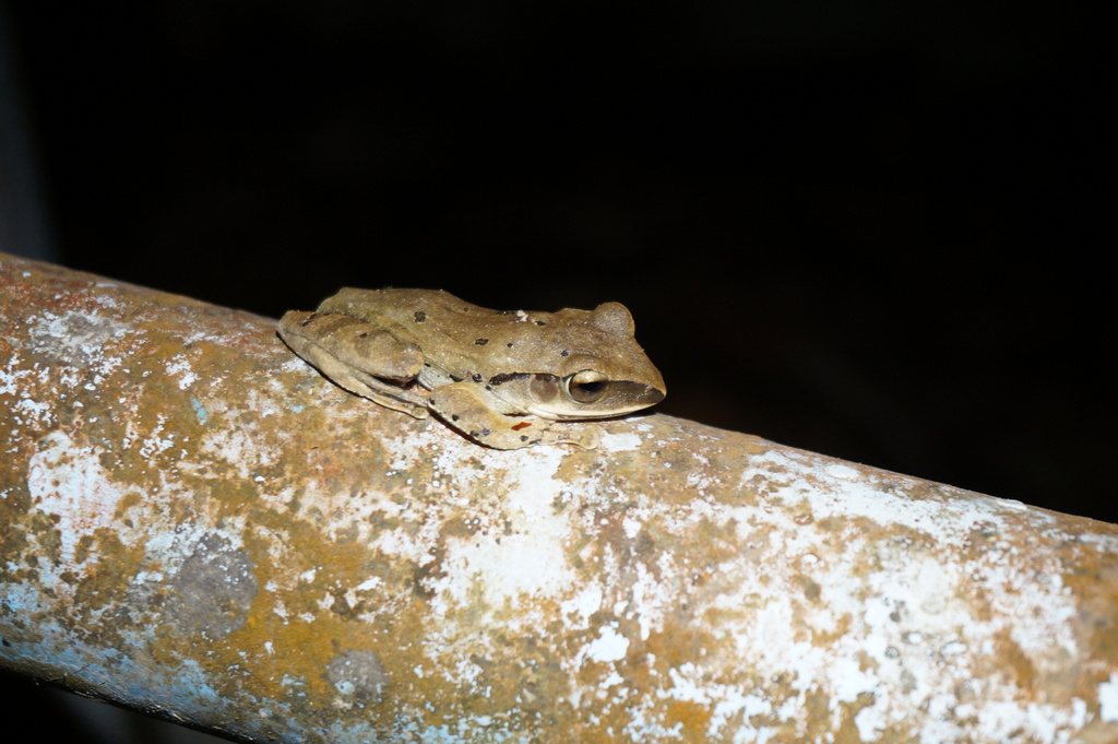 Spot-legged Tree Frog from Pilok, Thong Pha Phum District, Kanchanaburi ...