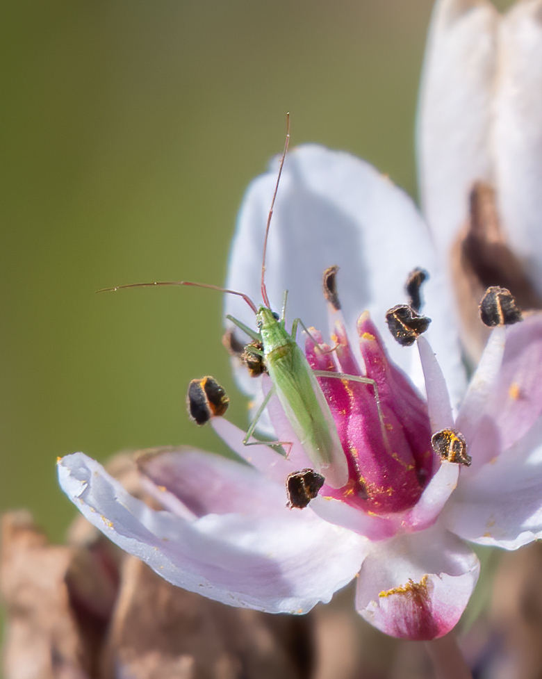 Rice Leaf Bug from Кирово-Чепецкий р-н, Кировская обл., Россия on ...