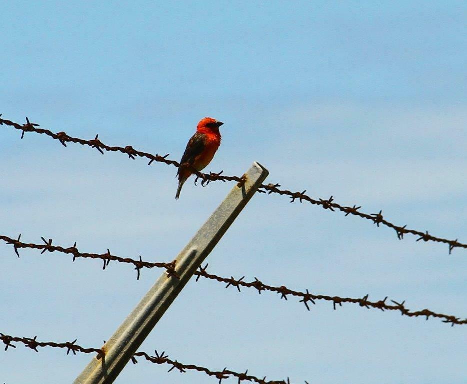 Red Fody from British Indian Ocean Territory on March 23, 2024 at 10:39 ...