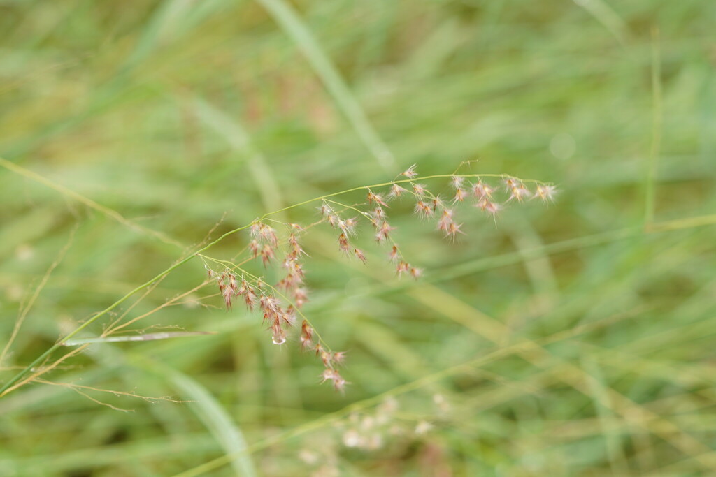 Natal grass from Darwin NT, Australia on March 21, 2024 at 09:14 AM by ...
