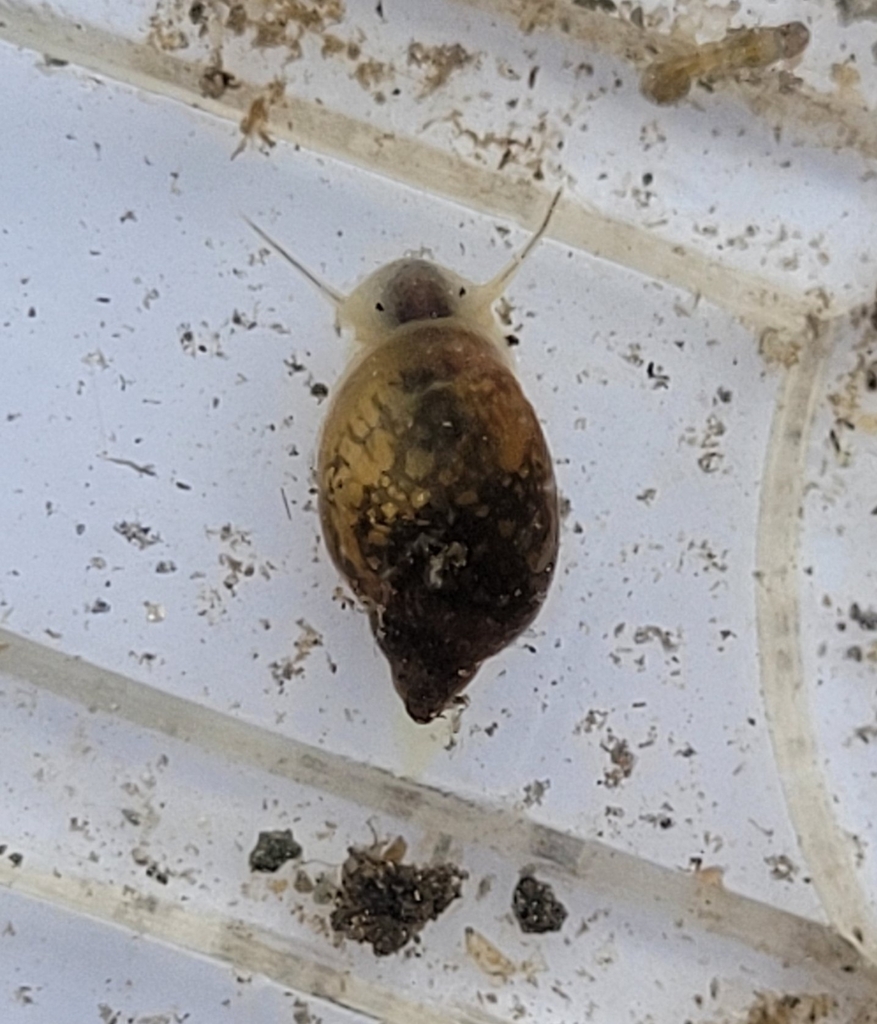 Acute Bladder Snail from 21042 Caronno Pertusella VA, Italia on March ...