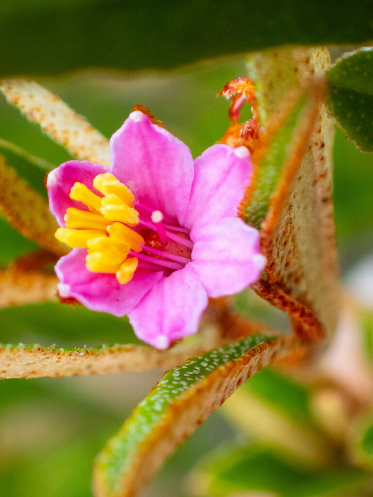 Phebalium nottii from Isla QLD 4719, Australia on March 22, 2024 at 11: ...