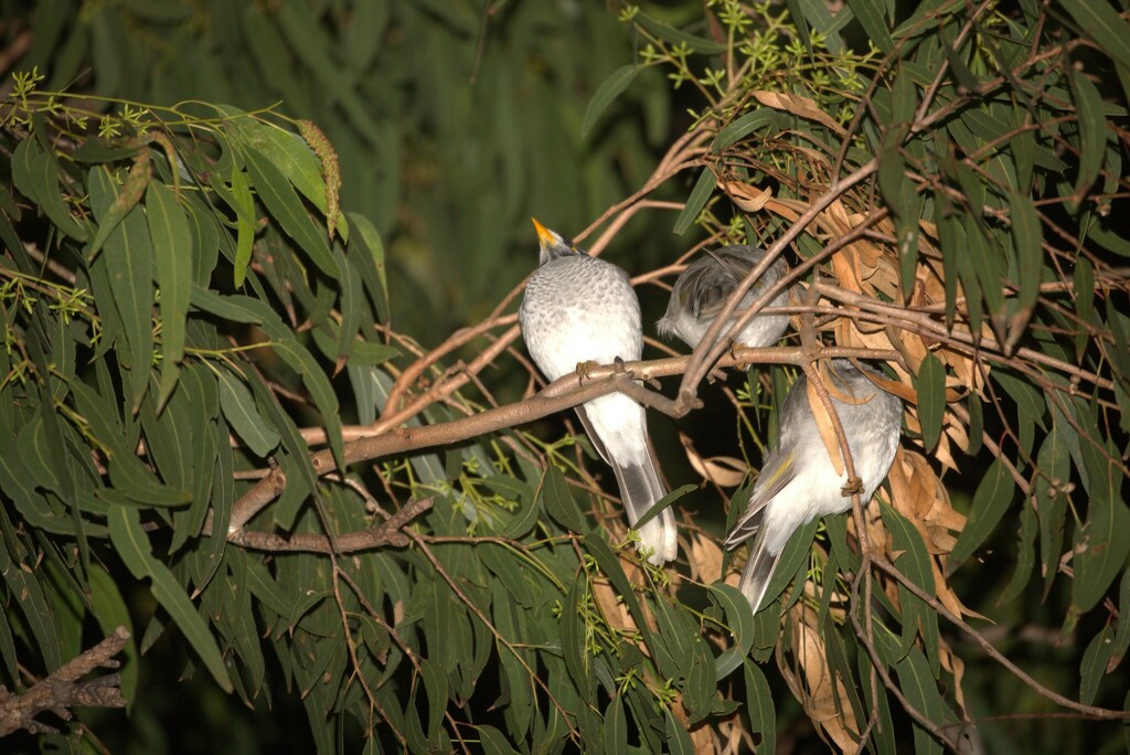 Noisy Miner from Brisbane QLD, Australia on March 23, 2024 at 06:58 PM ...