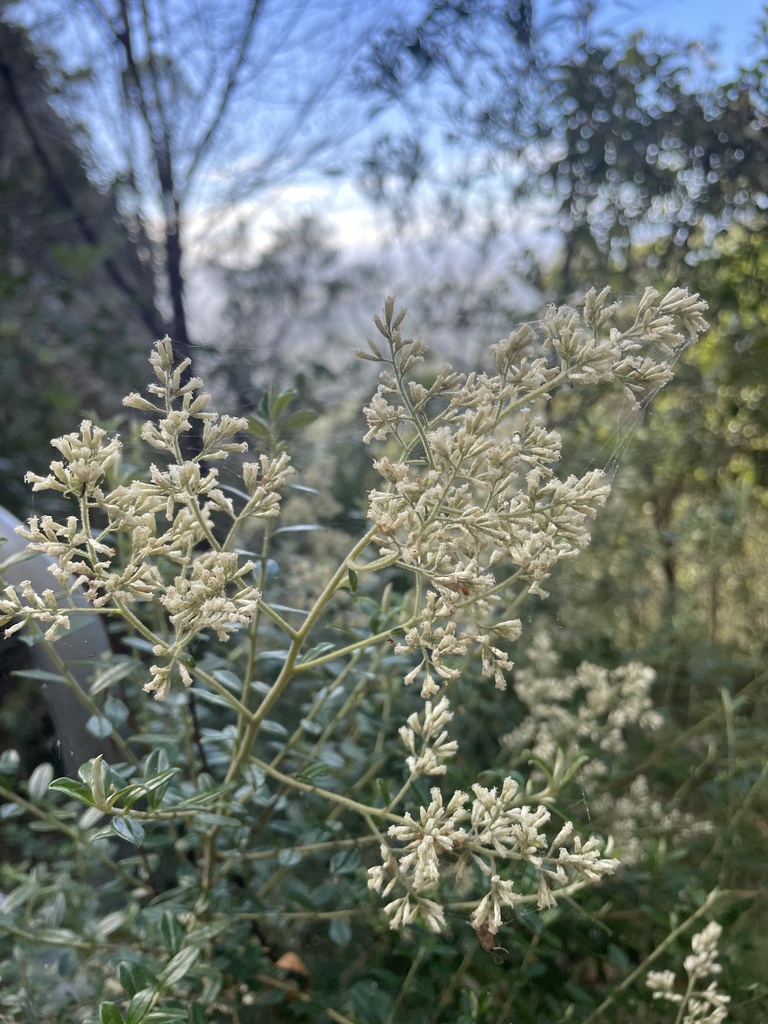 Cassinia subtropica from Flinders Peak Conservation Park, Peak Crossing ...