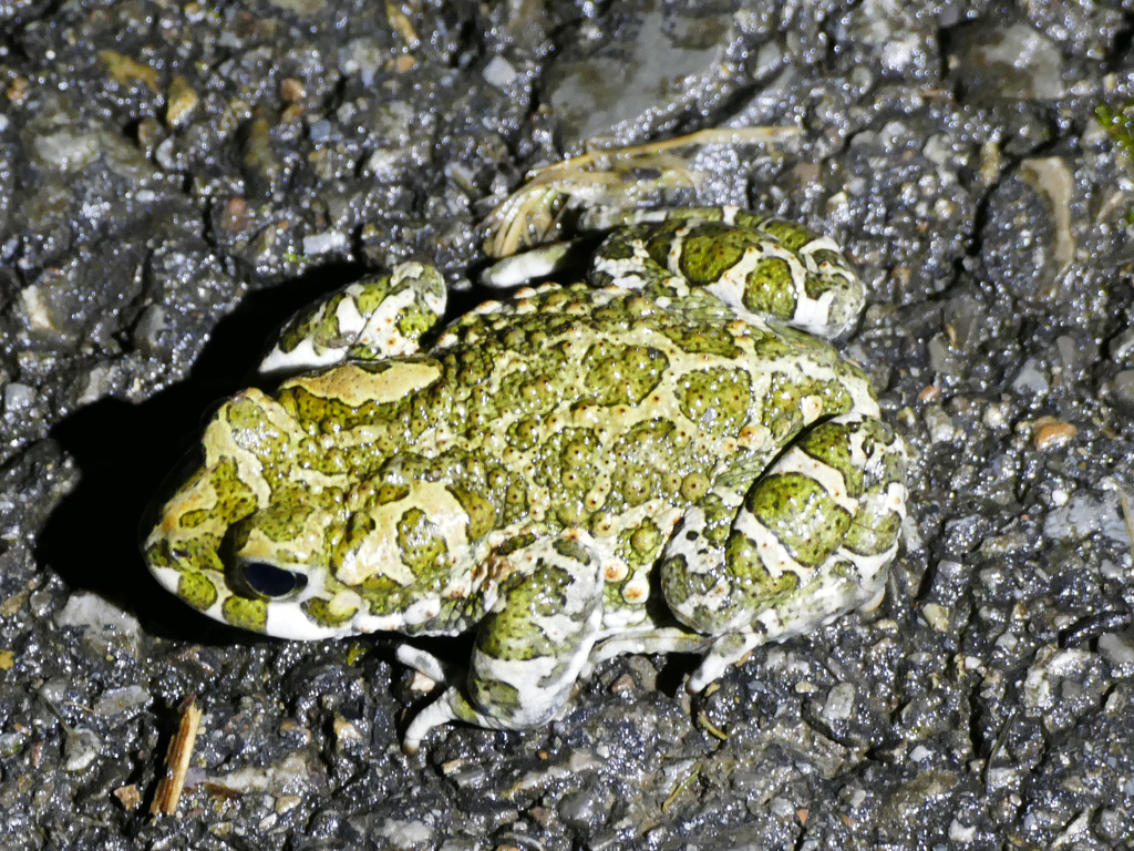European Green Toad in March 2024 by Detlev · iNaturalist