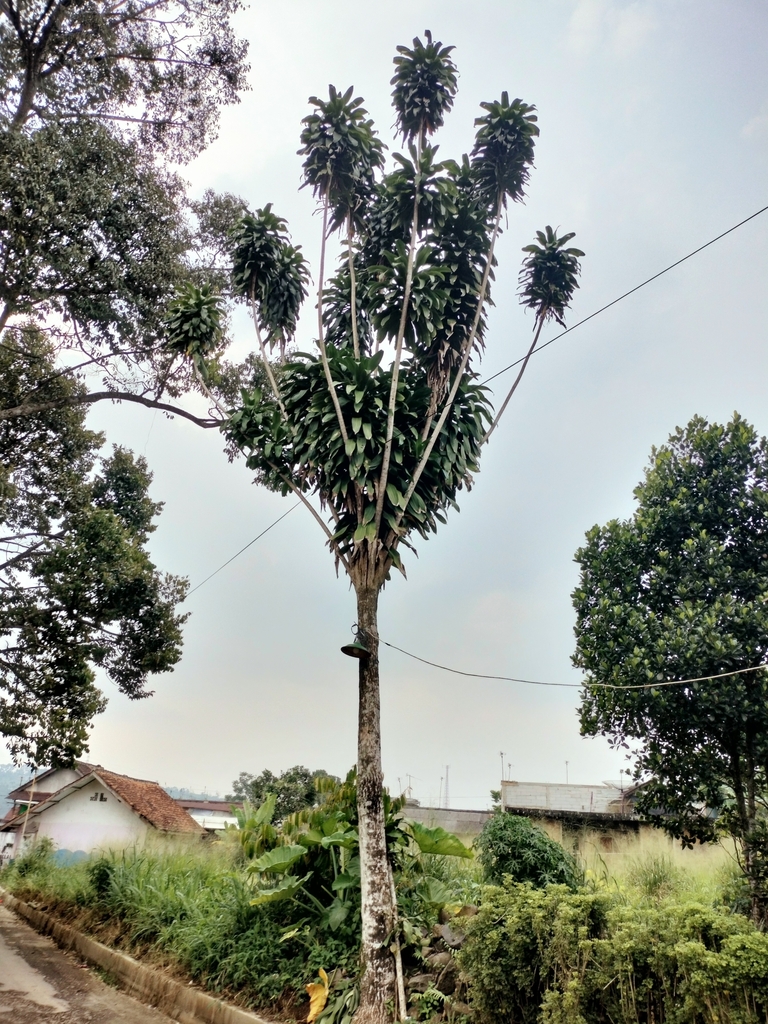 cornstalk dracaena from Rt 2/rw1, Pd. Kaso Landeuh, Kec. Parungkuda ...