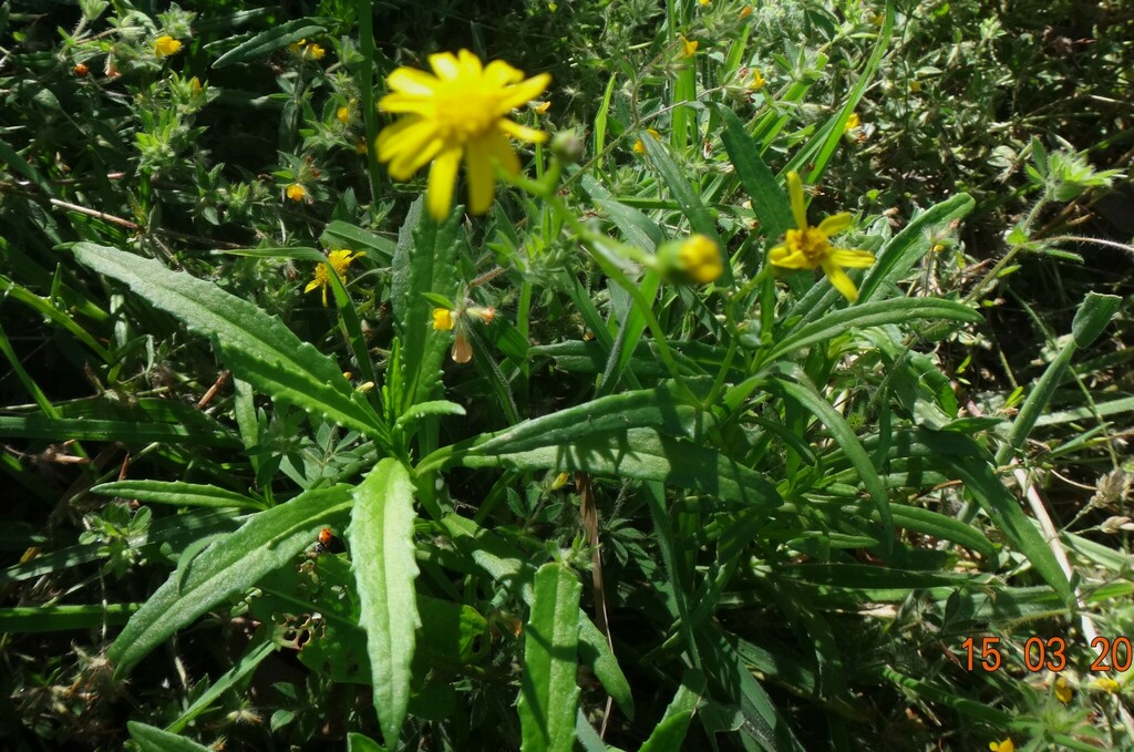 pinnate-leaved groundsel from Drysdale VIC 3222, Australia on March 15 ...