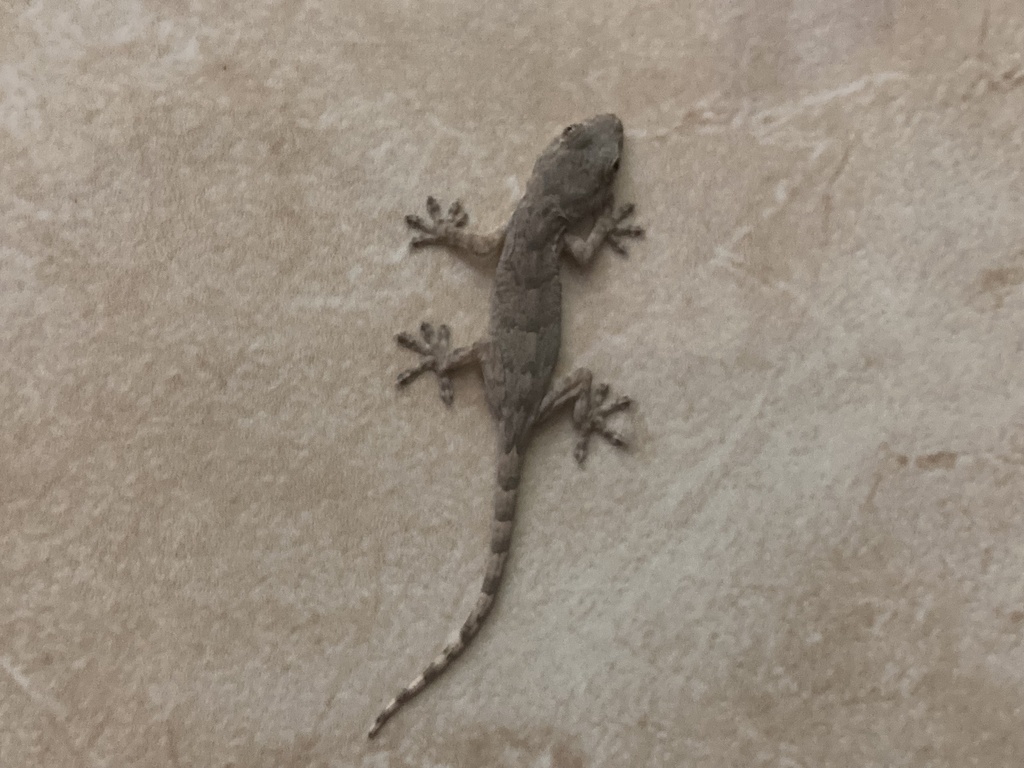 Peking Gecko in March 2024 by Zinogre · iNaturalist