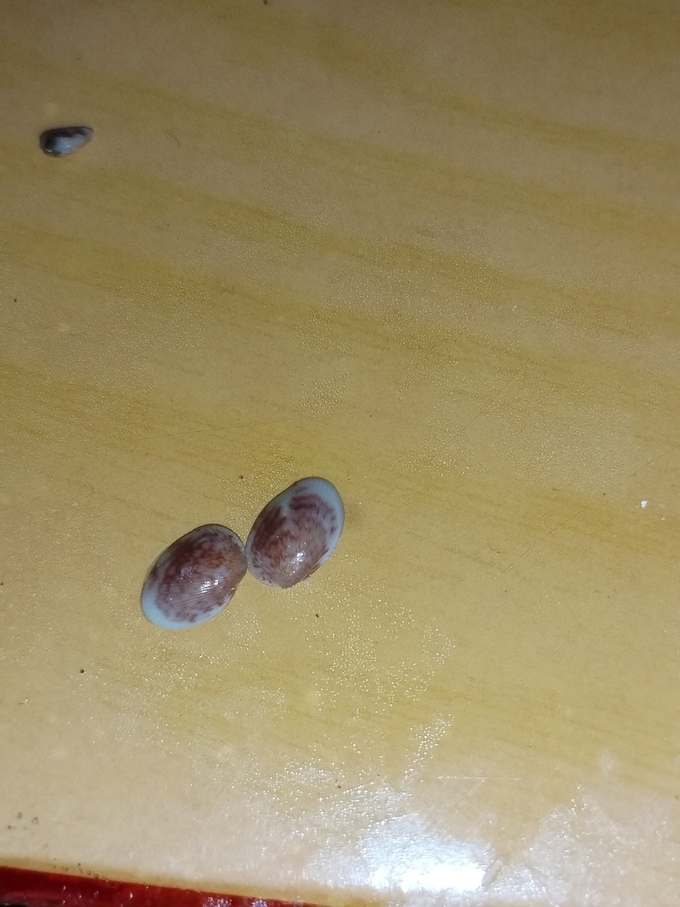Musculus cupreus from Weihai, CN-SD, CN on March 23, 2024 at 05:57 PM ...