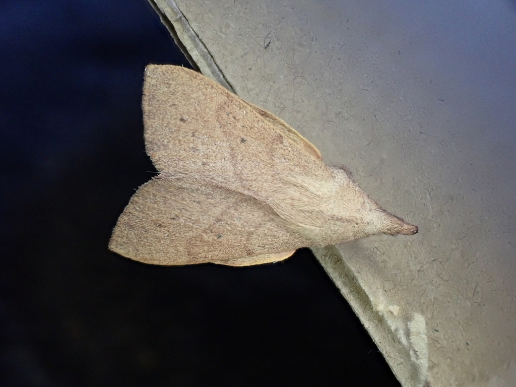 wattle snout moth in March 2024 by Mark Hura · iNaturalist