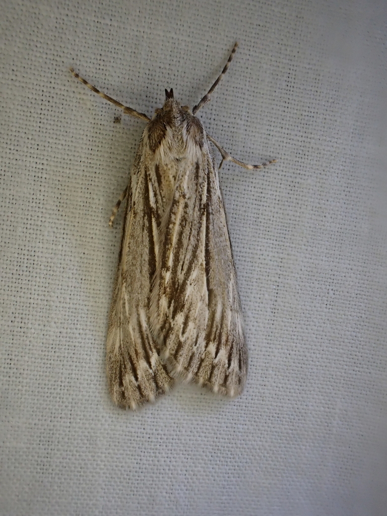 Brown Pasture Looper in March 2024 by Mark Hura · iNaturalist