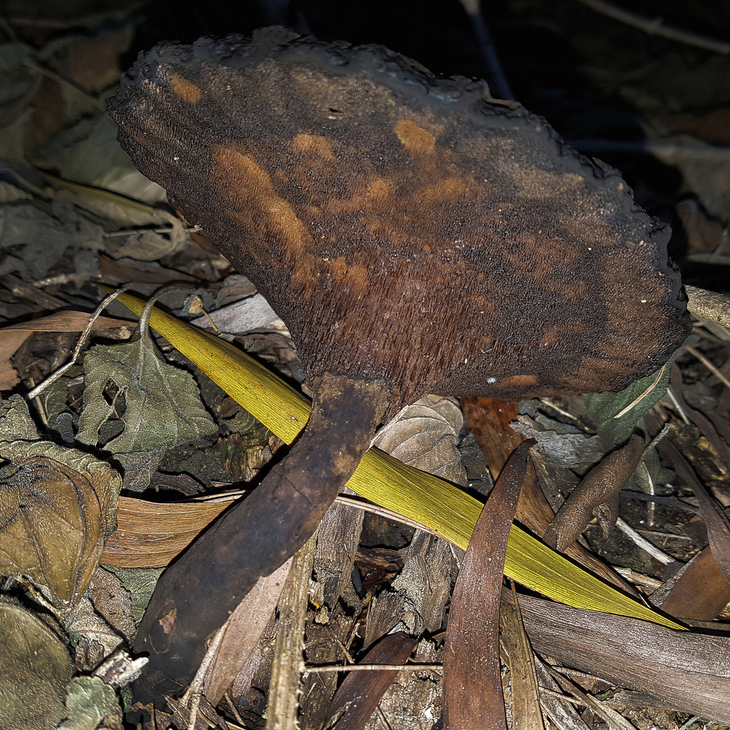 red-staining stalked polypore in August 2021 by Adrian Power · iNaturalist