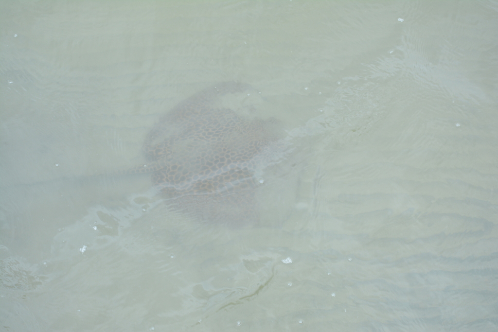 Reticulated Whipray in March 2024 by Diego Gloria · iNaturalist