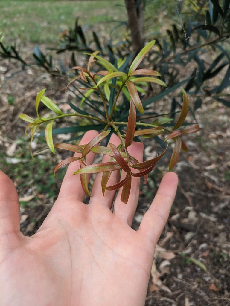 Plum Pine from Riverbend QLD 4280, Australia on March 23, 2024 at 12:46 ...