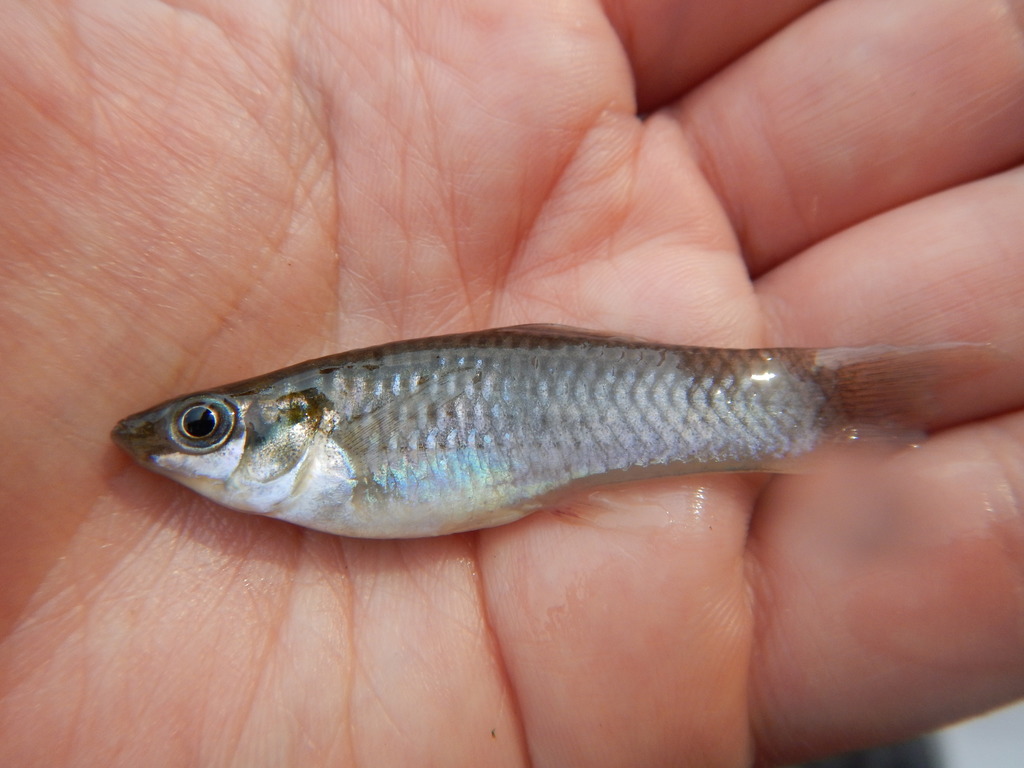 Amazon Molly (Poecilia formosa) - Marine Life Identification