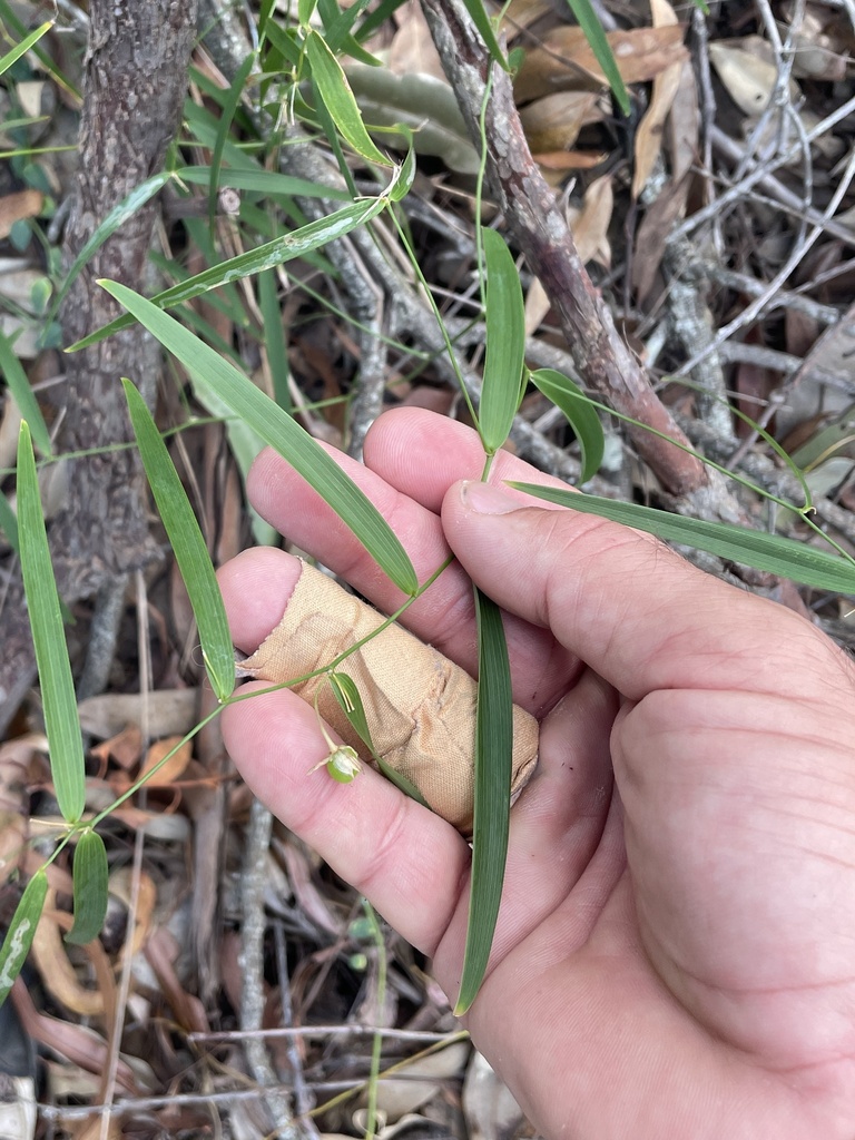 Wombat Berry from Mount Gravatt Cemetery and Crematorium, Nathan, QLD ...