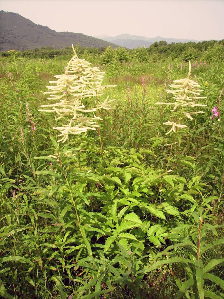 Goatsbeard from Елизовский р-н, Камчатский край, Россия on June 30 ...