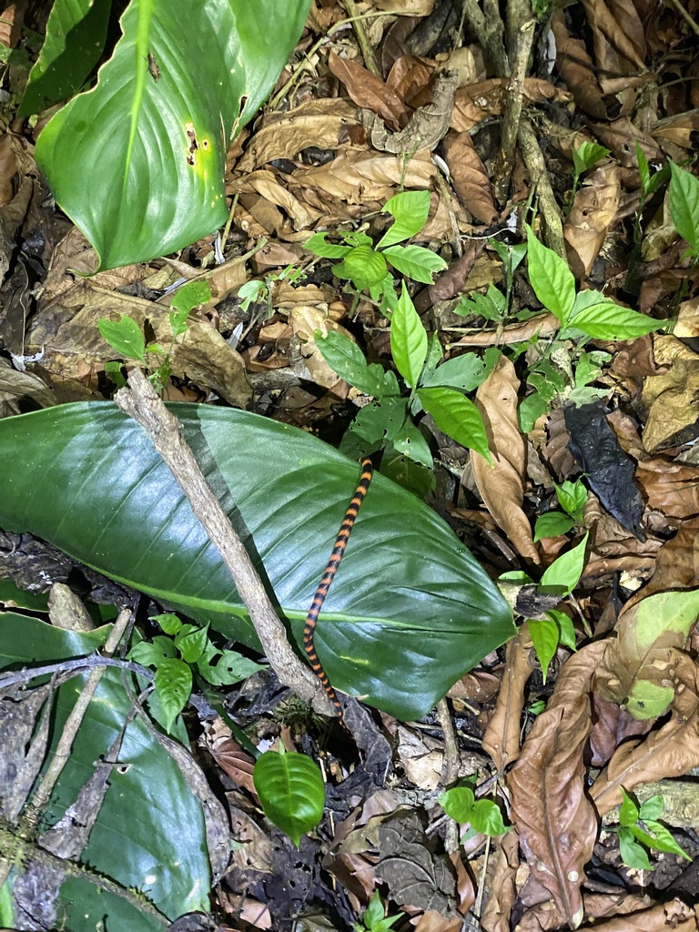 Forest Flame Snake from Pérez Zeledón, San José, CR on March 22, 2024 ...