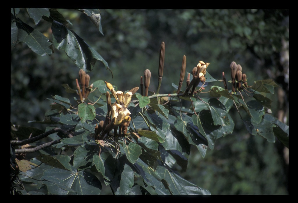 Balsa Tree (Ochroma pyramidale) - Botanical Realm