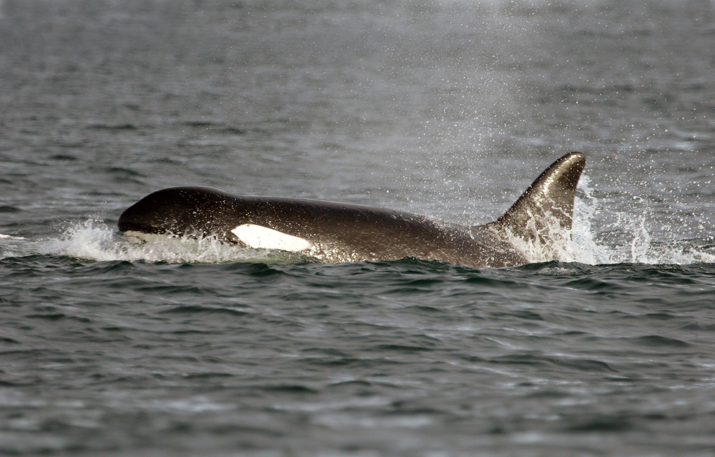 Orca on July 10, 2006 at 08:22 PM by должанский · iNaturalist