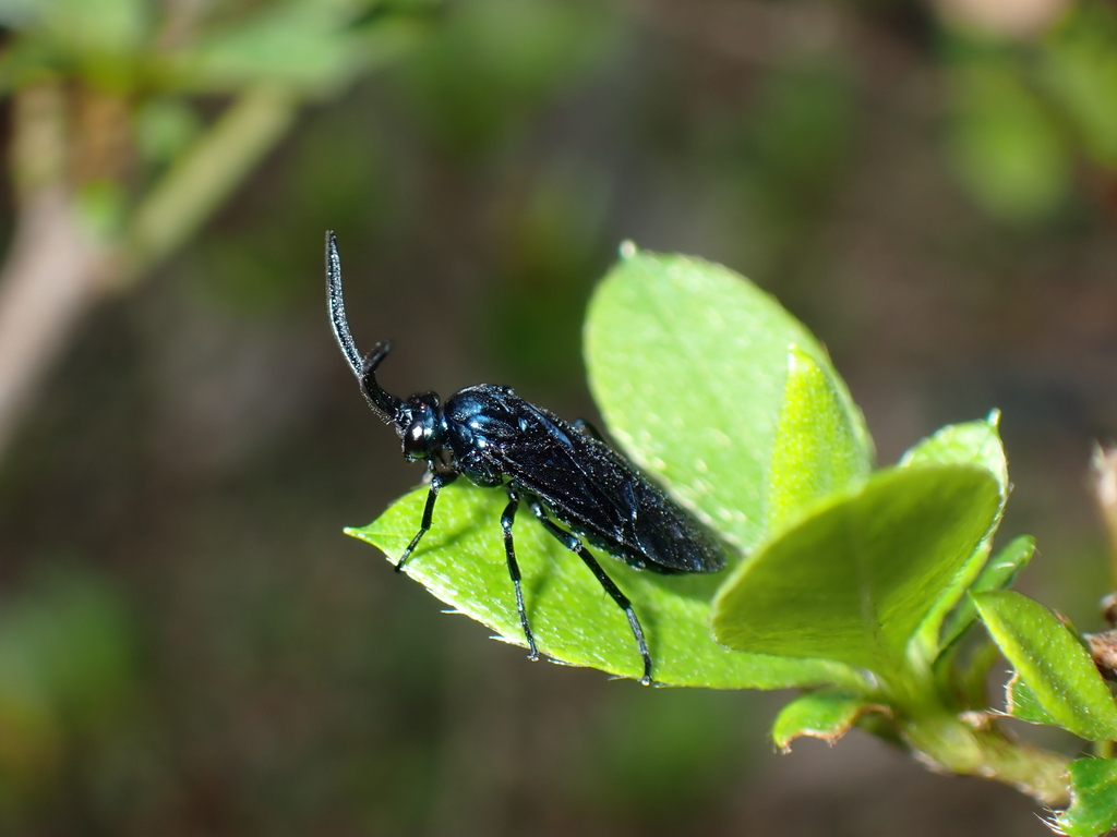 Azalea Argid Sawfly from 台灣臺北 on March 22, 2024 at 10:13 AM by ...
