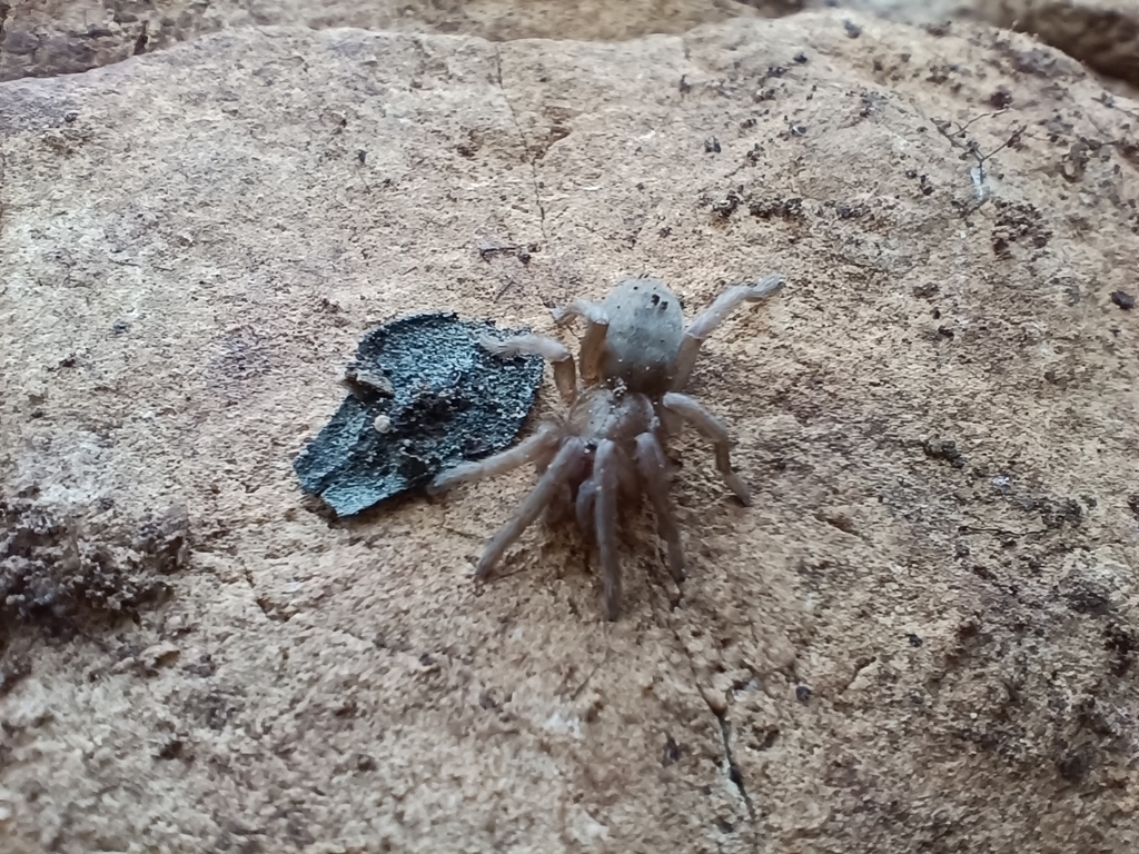 Ischnocolus valentinus from 90044 Carini PA, Italia on March 23, 2024 ...