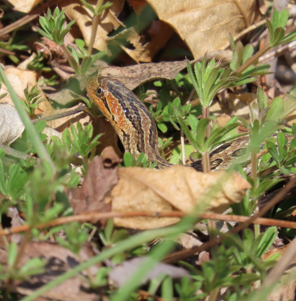 Frog-eating Rat Snake from Wicheon-myeon, Geochang-gun, Gyeongsangnam ...