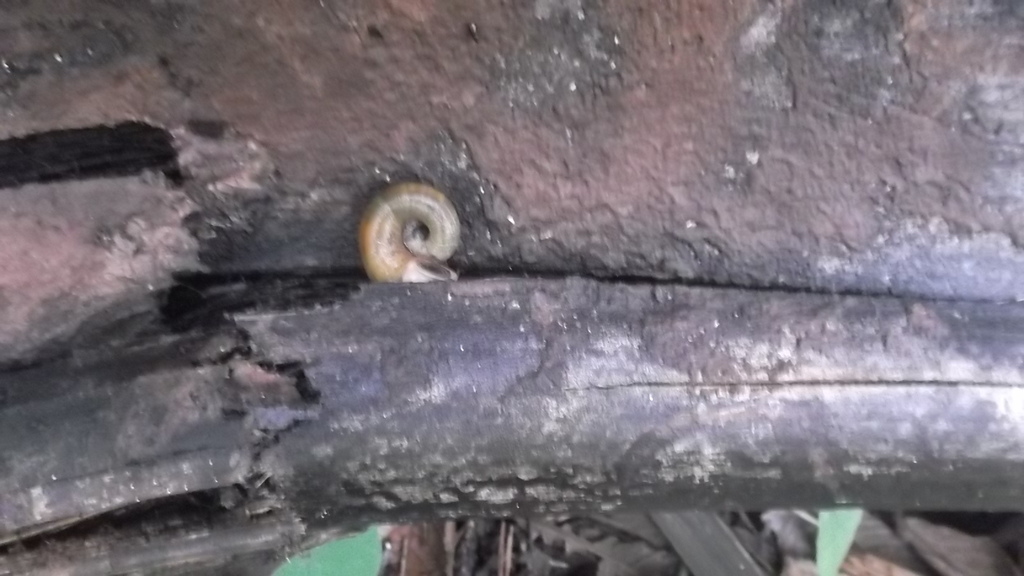 Aperostoma from Aranjuez, Medellín, Antioquia, Colombia on April 26, 2019 by dorisbenitez ...