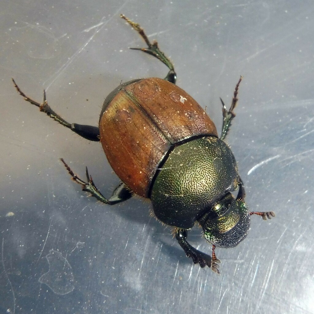metallic horned dung beetle from Footpath from Hawkenbury Road to High ...