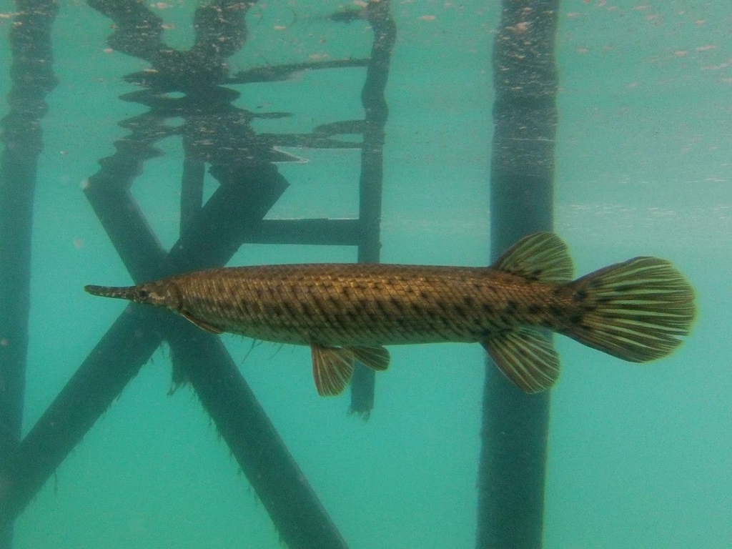 Florida Gar from Crystal River, Florida, EE. UU. on January 9, 2013 by ...