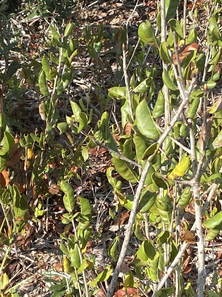 Florida scrub oak from Lake Placid, FL, US on March 23, 2024 at 10:01 ...