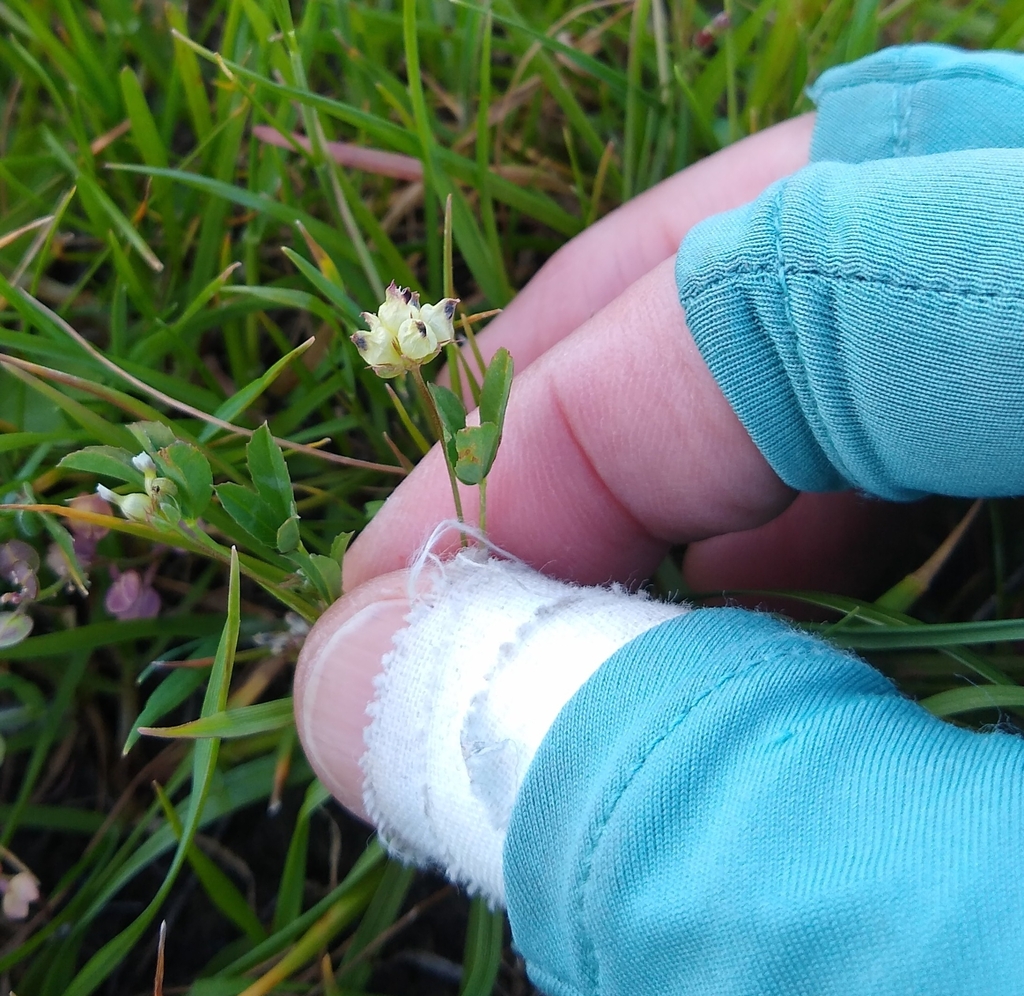 cowbag clover in March 2024 by John Kenny · iNaturalist